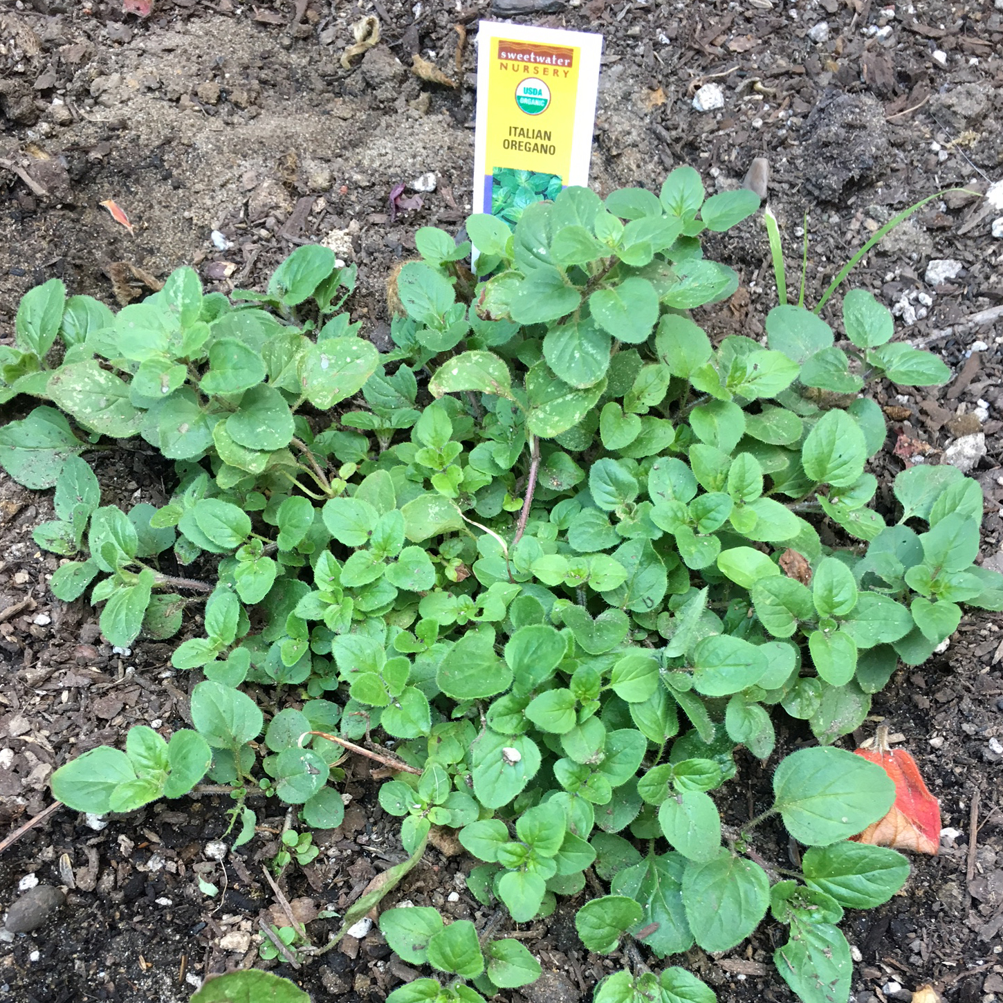 Malbec - Braised Short Rib Poutine
